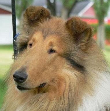 Les colley de l'élevage Collection